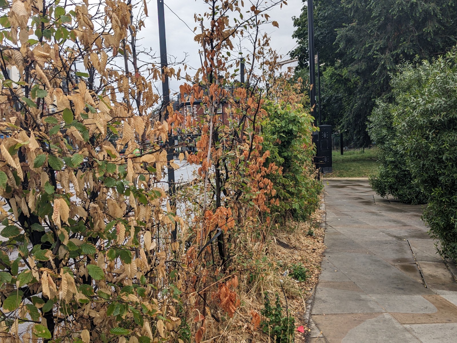 Islington residents urged to help street trees in hot weather - EC1Echo